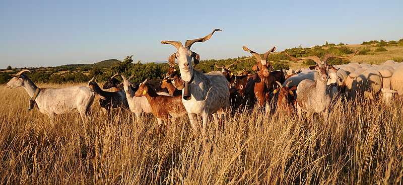 Rove Goat - Breed Profile - Goat Journal